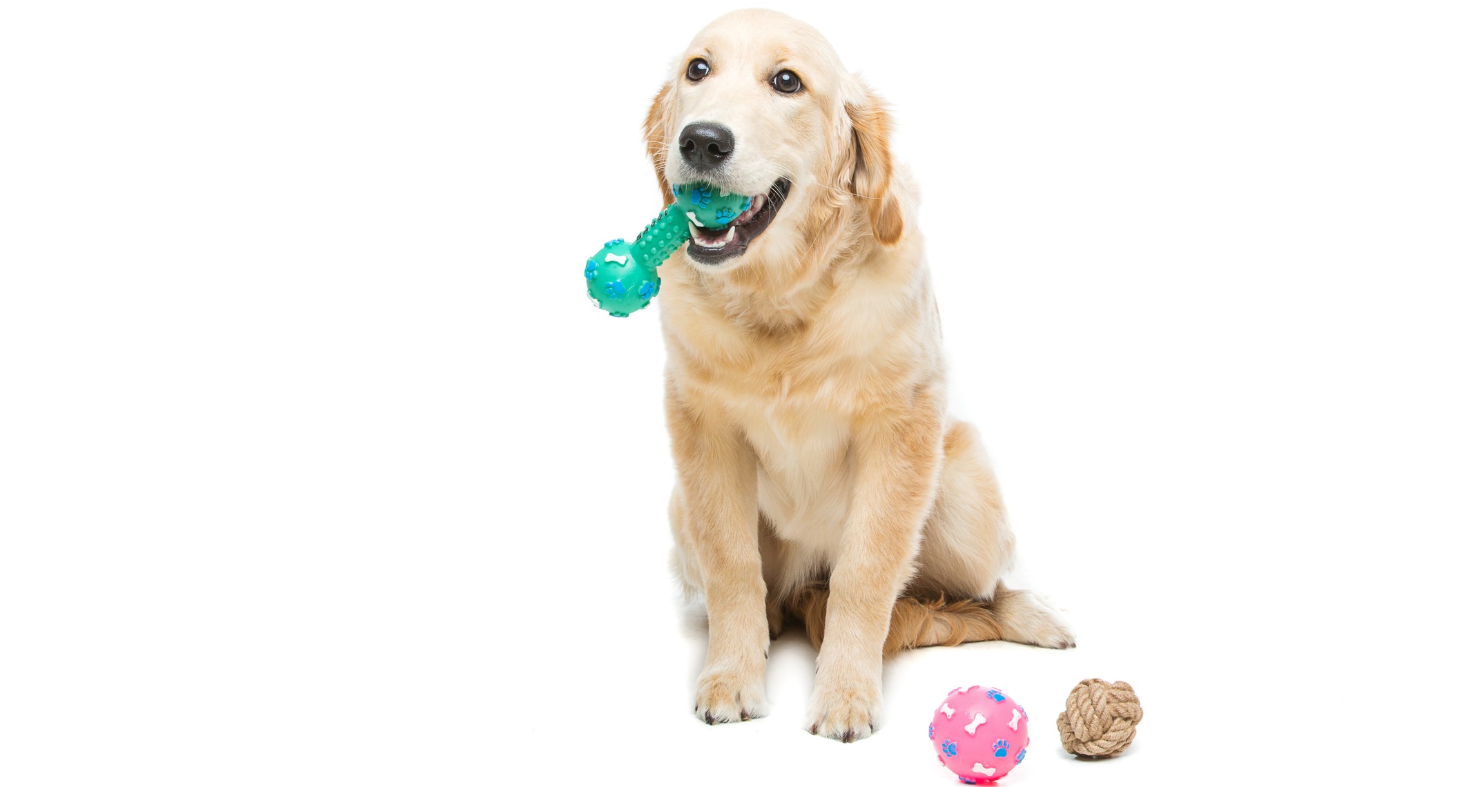 Top 10 Most Popular Dog Toys for 2025 - Safe Guide