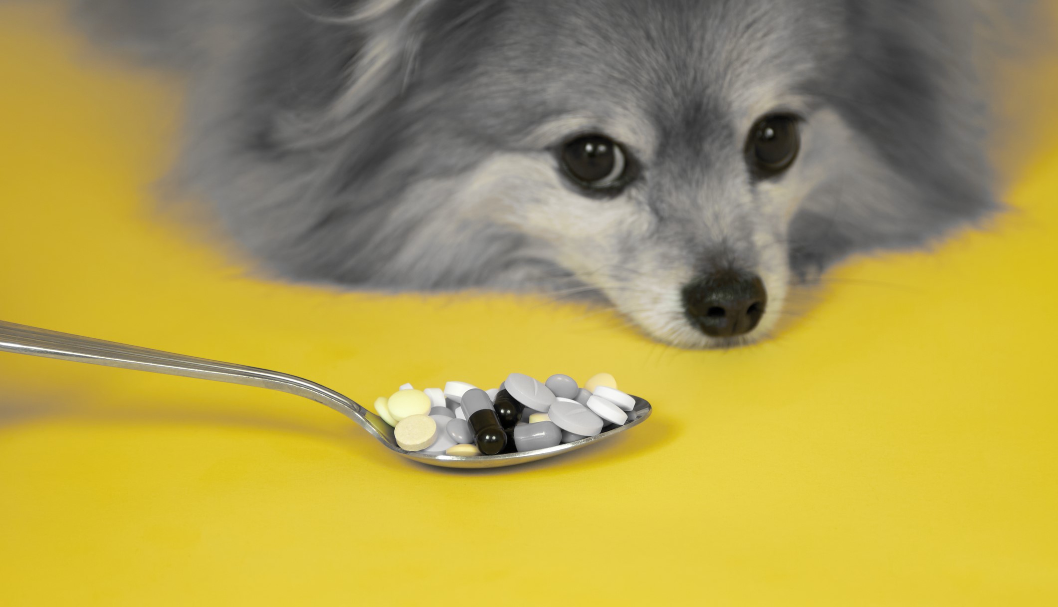 Top 5 Common Antibiotics Every Dog Parent Should Know- Safe Guide